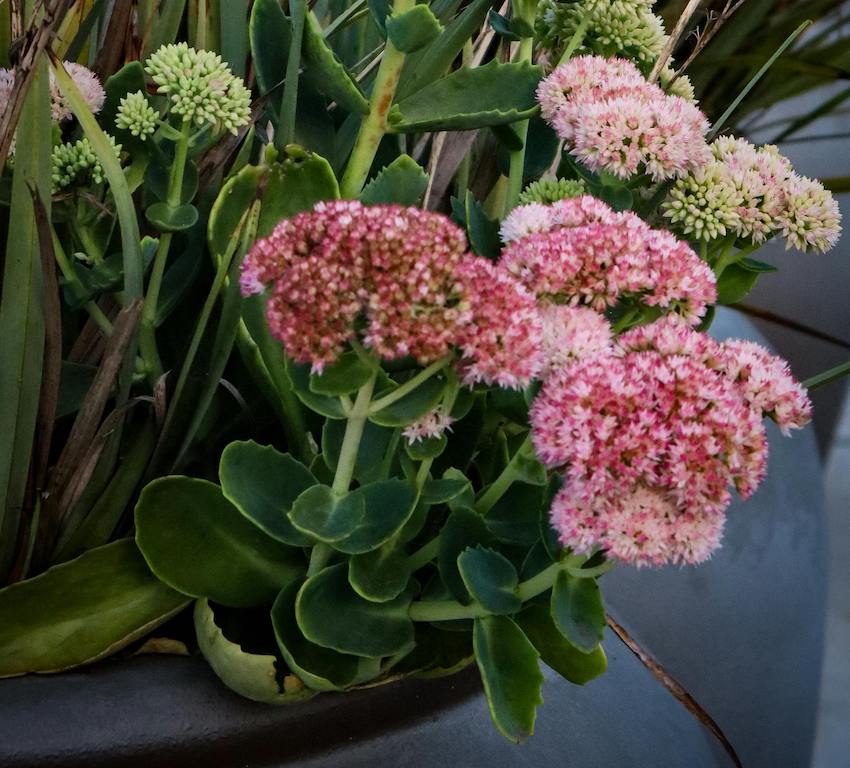 11 Native Flowers That Do Well in Colorado's Climate - The NoCo Voice